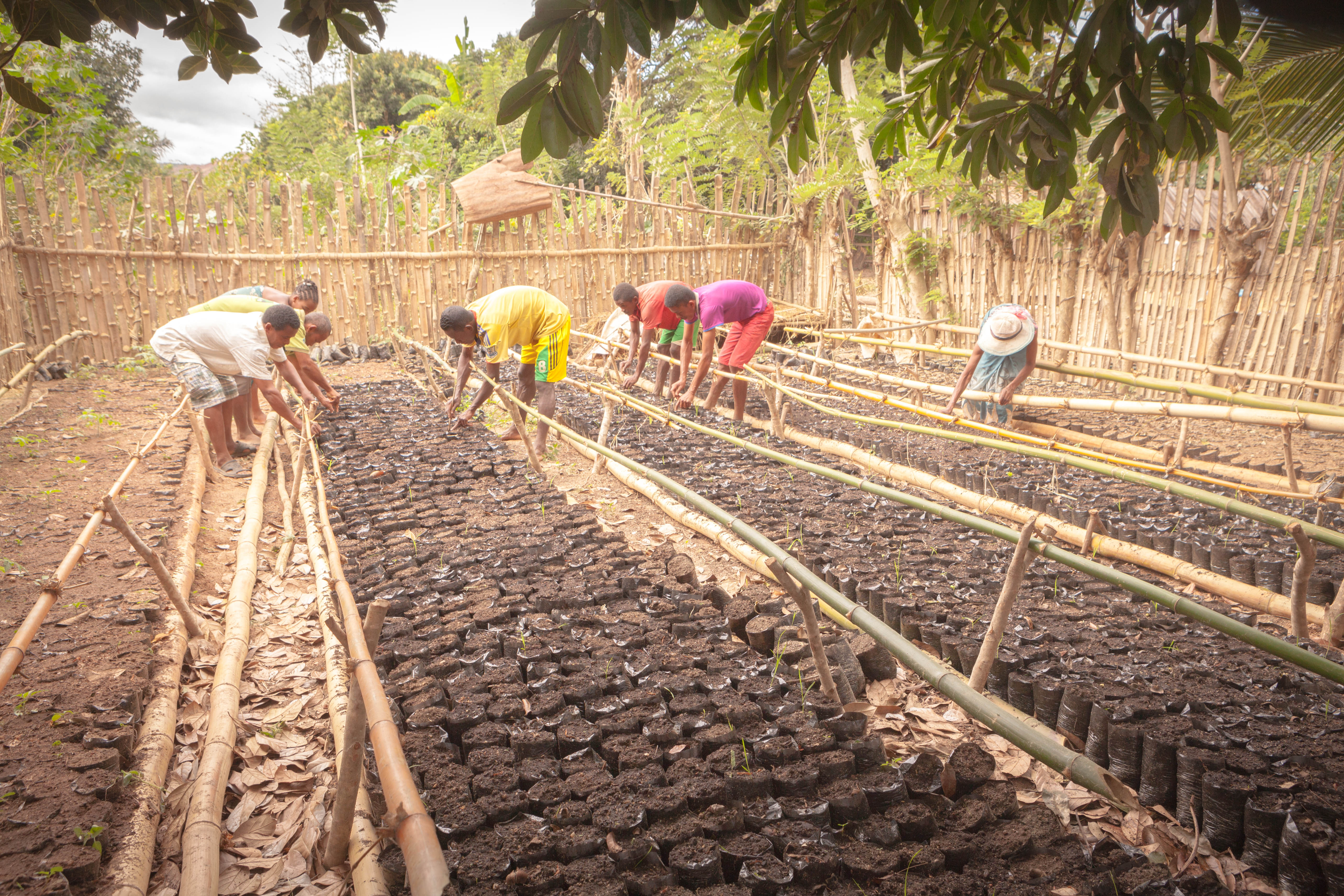 Farmers gather in rural cooperatives to reduce pressures on natural ...