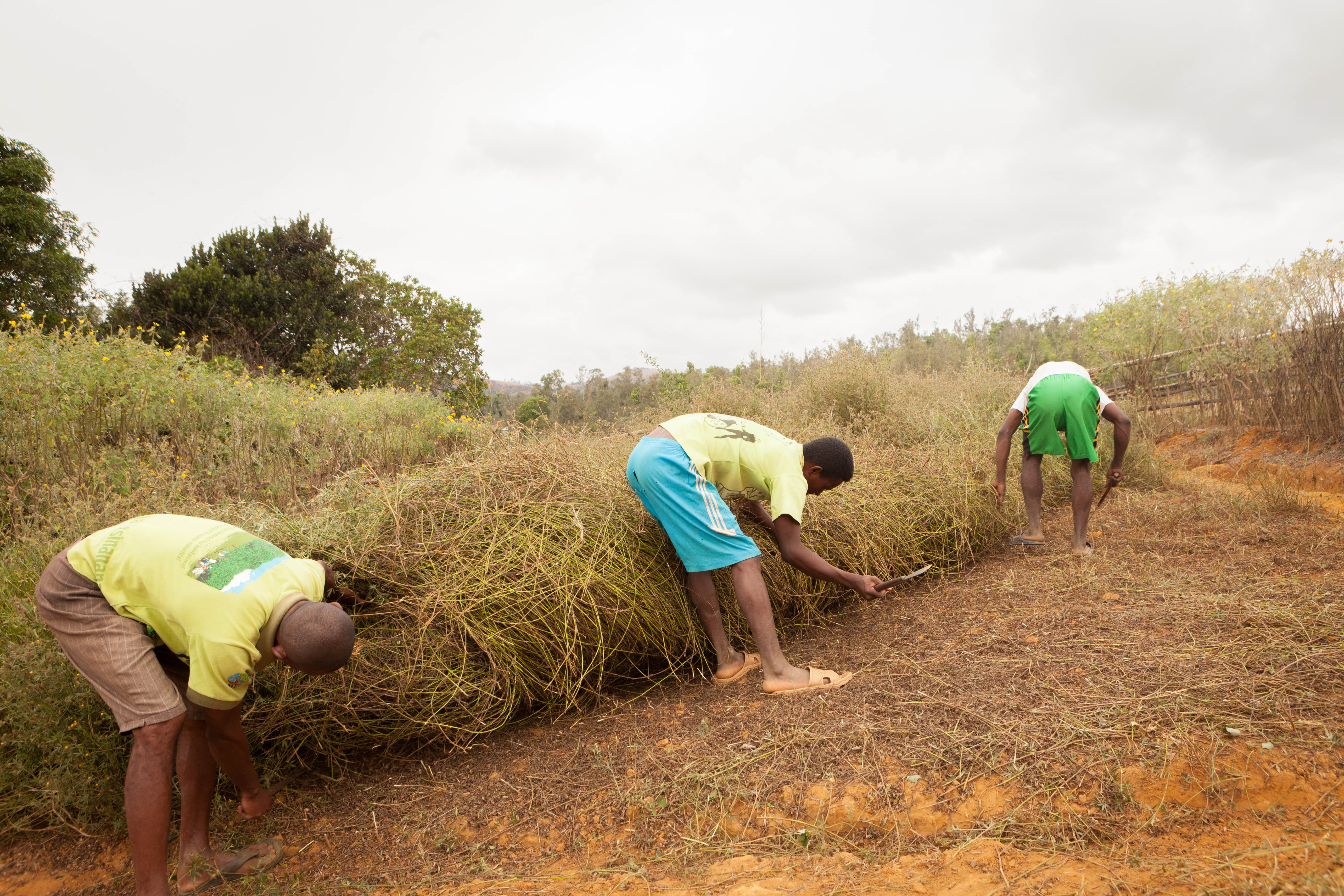 Farmers gather in rural cooperatives to reduce pressures on natural ...