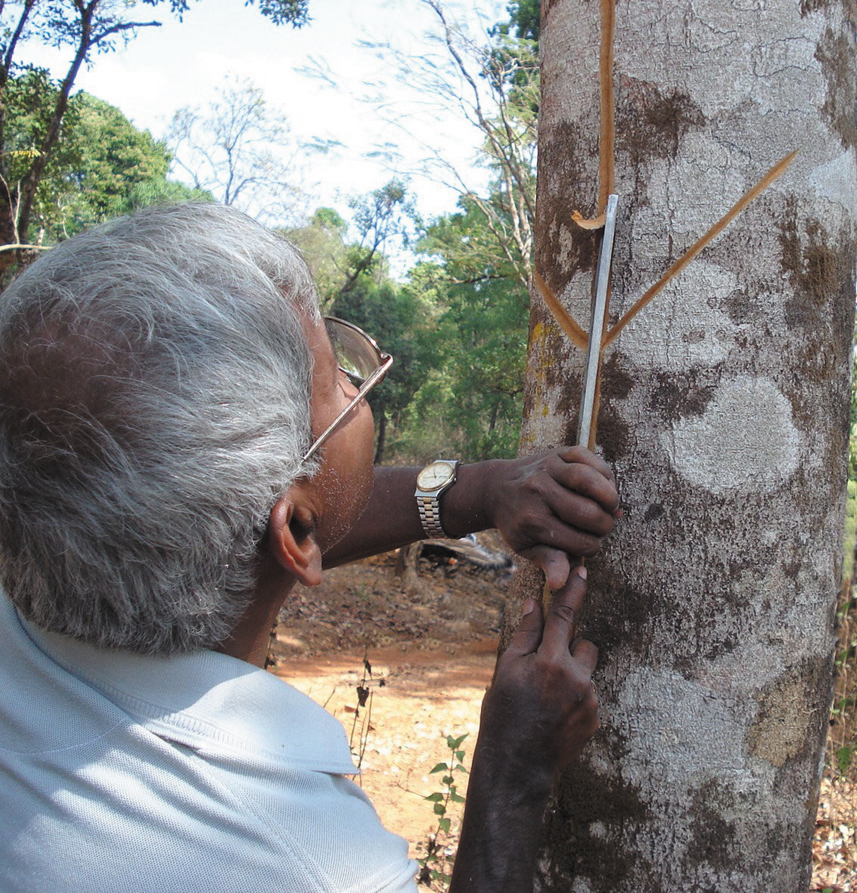 Wild for a cure report highlights improved harvesting of wild medicines ...