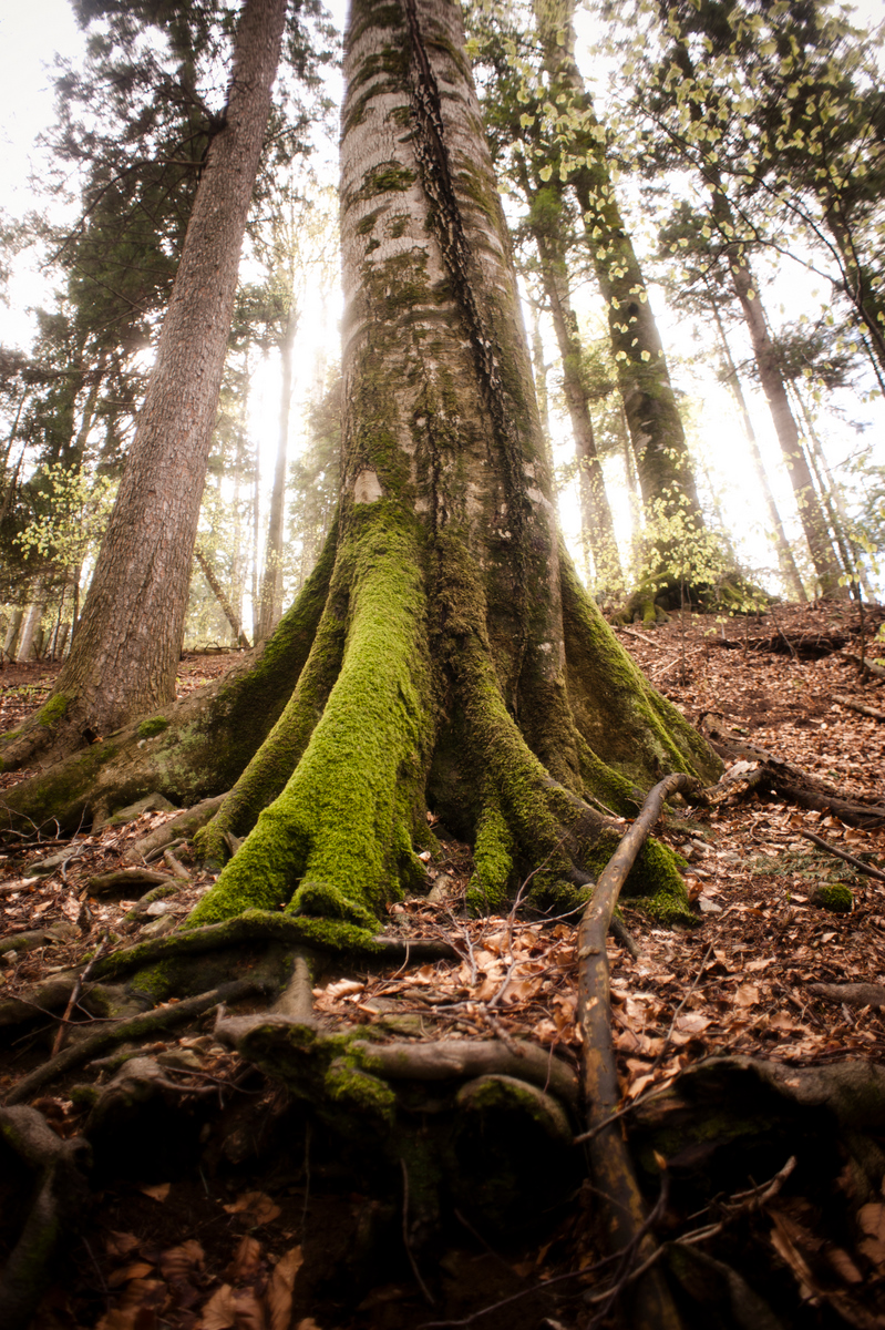 Ultimele păduri seculare din Europa, mai bine protejate | WWF