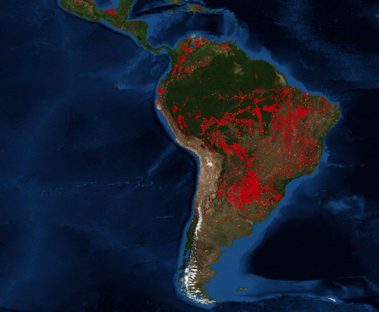 Declaración de WWF sobre los devastadores incendios forestales en la ...