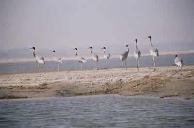 India highlights new Ramsar sites on World Wetlands Day | WWF