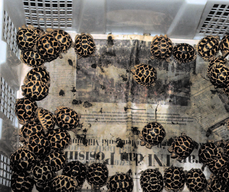 Endangered status an advantage to turtle traders | WWF