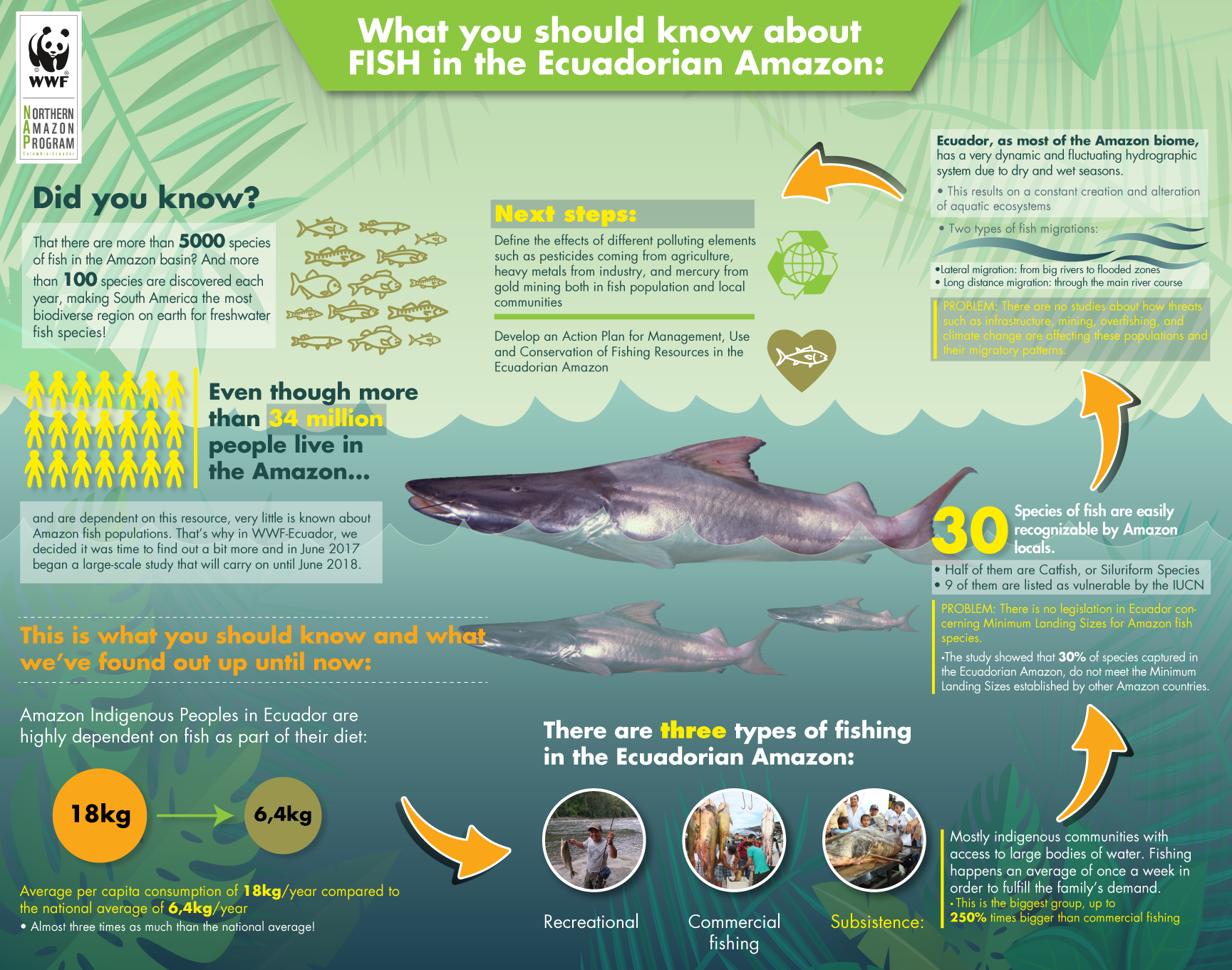 Lo que necesitas saber sobre los peces de la Amazonía ecuatoriana | WWF