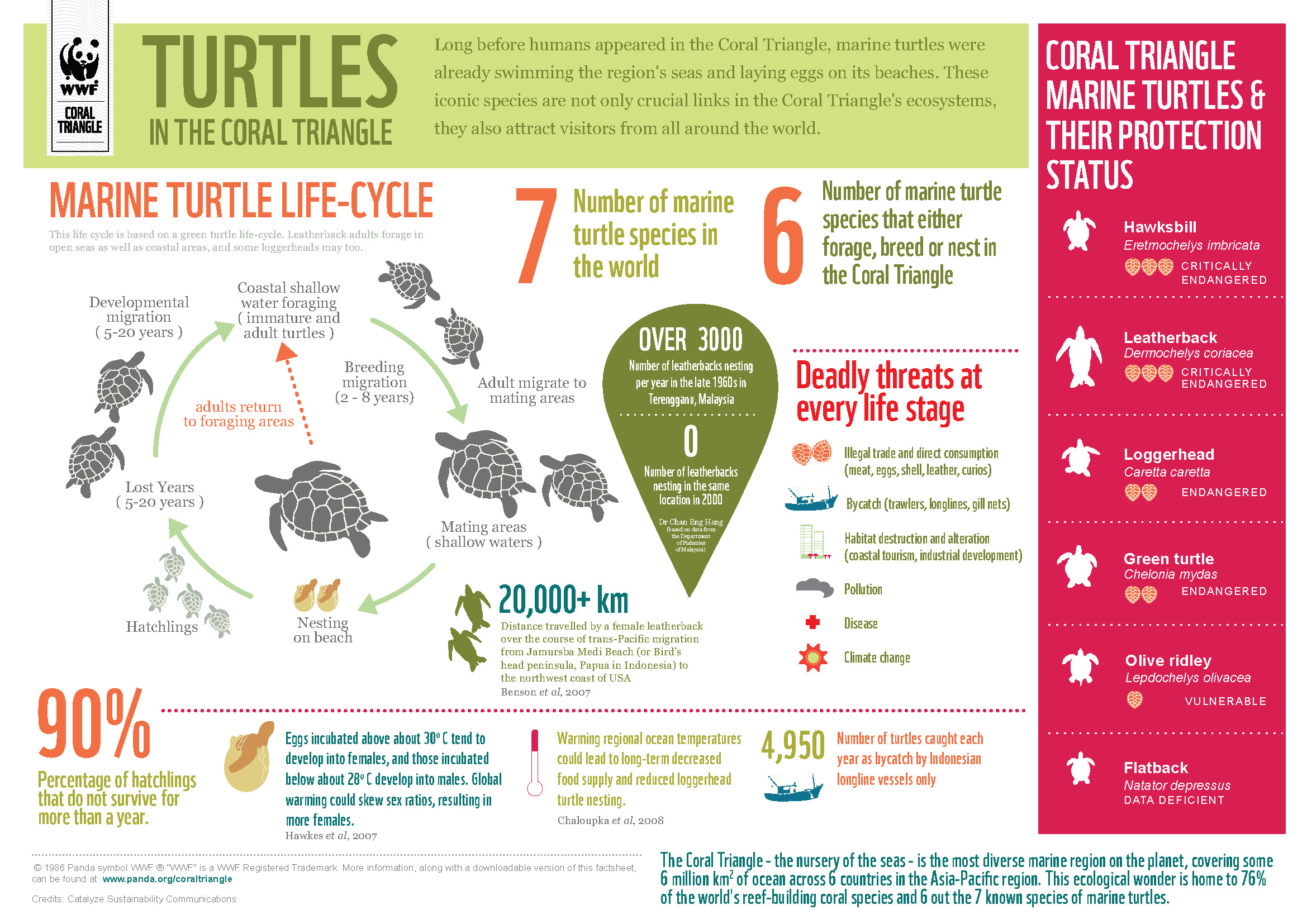 INFOGRAPHIC: Marine turtles in the Coral Triangle | WWF