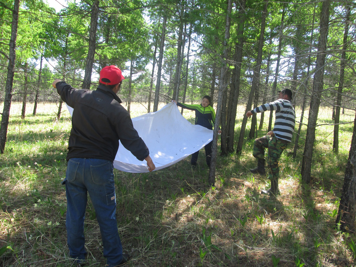 Research of forest pest insects is conducted | WWF