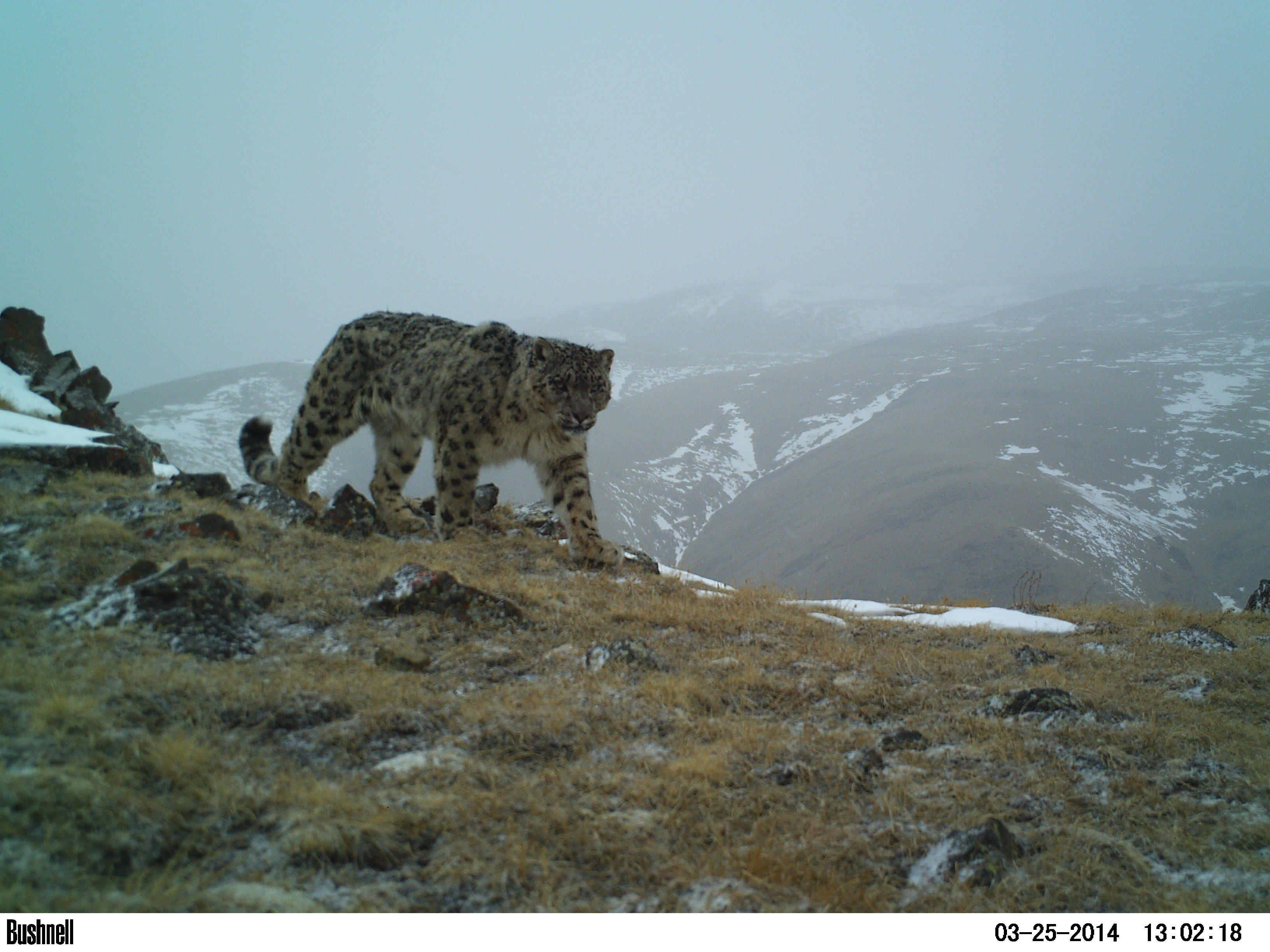 Poaching of endangered snow leopards increases in Mongolia | WWF