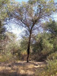 A wildfire burns only one tree | WWF