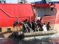 Pirates taking heavy toll of toothfish | WWF