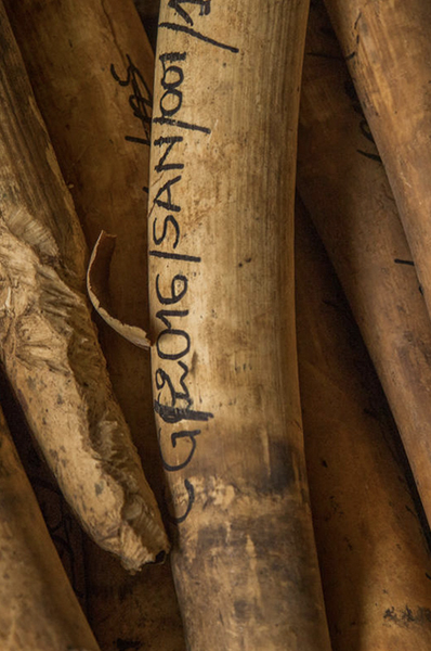 Wildlife authorities seize large ivory cache in Cameroon | WWF