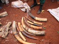 Wildlife authorities seize large ivory cache in Cameroon | WWF