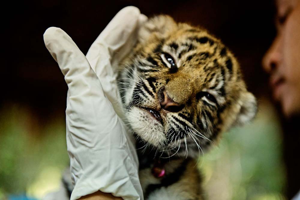 CITES keeps spotlight firmly on Asian tiger farms | WWF