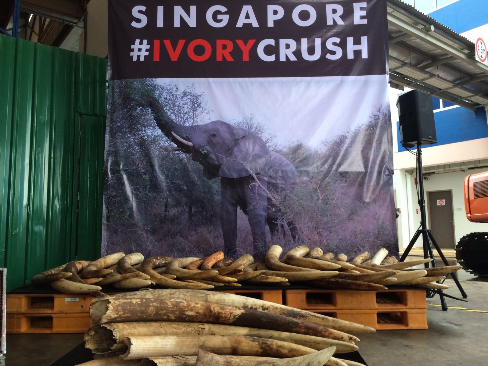 Almost 8 tonnes of illegal ivory destroyed by Singapore. | WWF