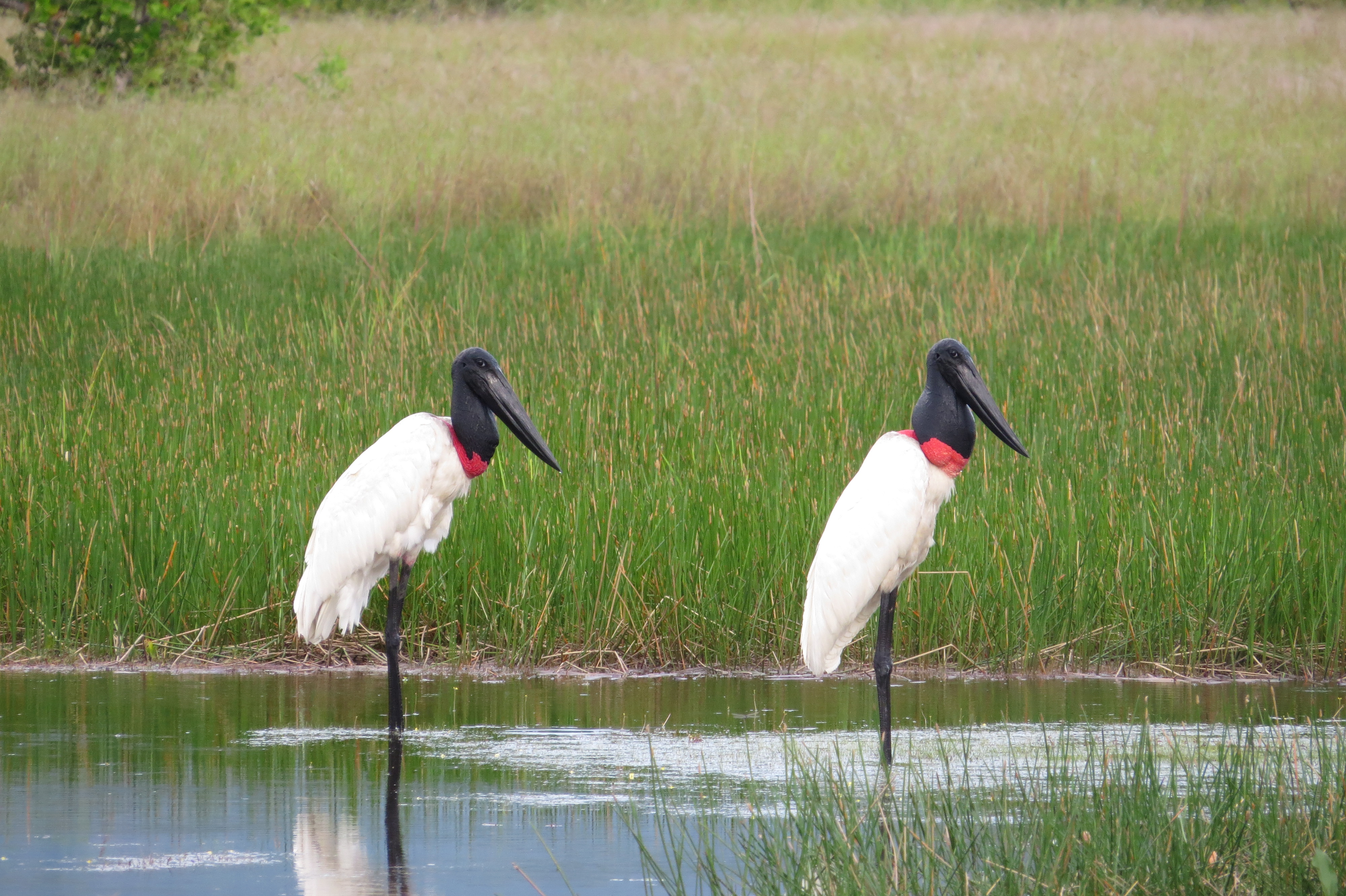 The North Rupununi Wetlands Livelihood Charrette | WWF