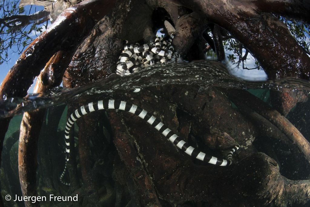 Mangroves Gift For All | WWF