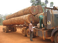Jengi fever: Forest management in the Congo Basin | WWF