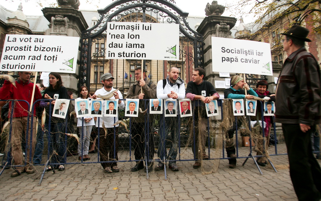 Târg de sturioni pentru parlamentari | WWF