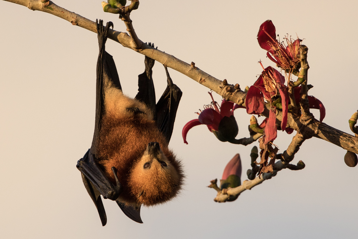 Mauritius must halt unjustified mass cull of globally threatened fruit ...