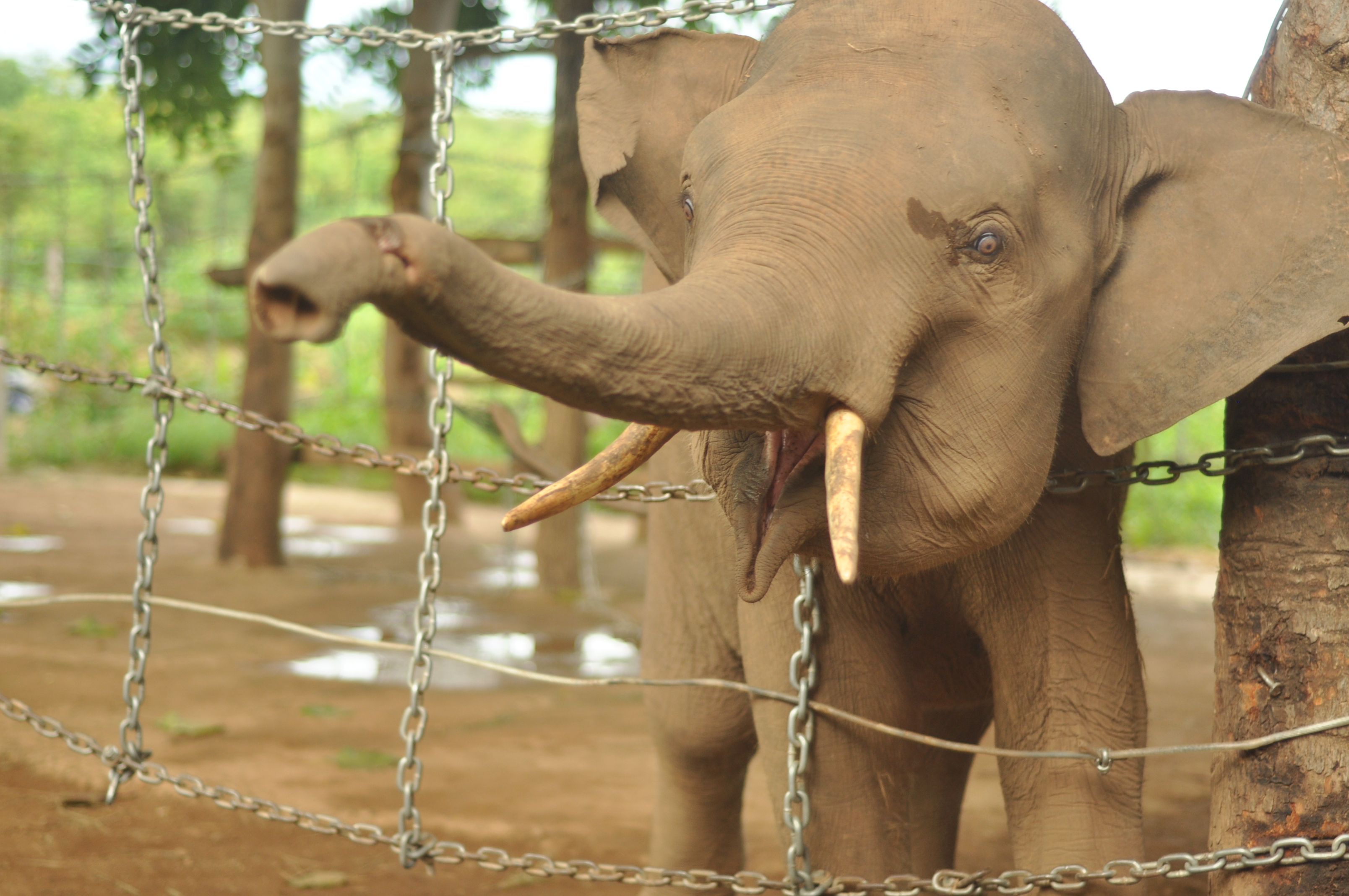 Wild elephants could become extinct in Dak Lak in coming years, unless ...