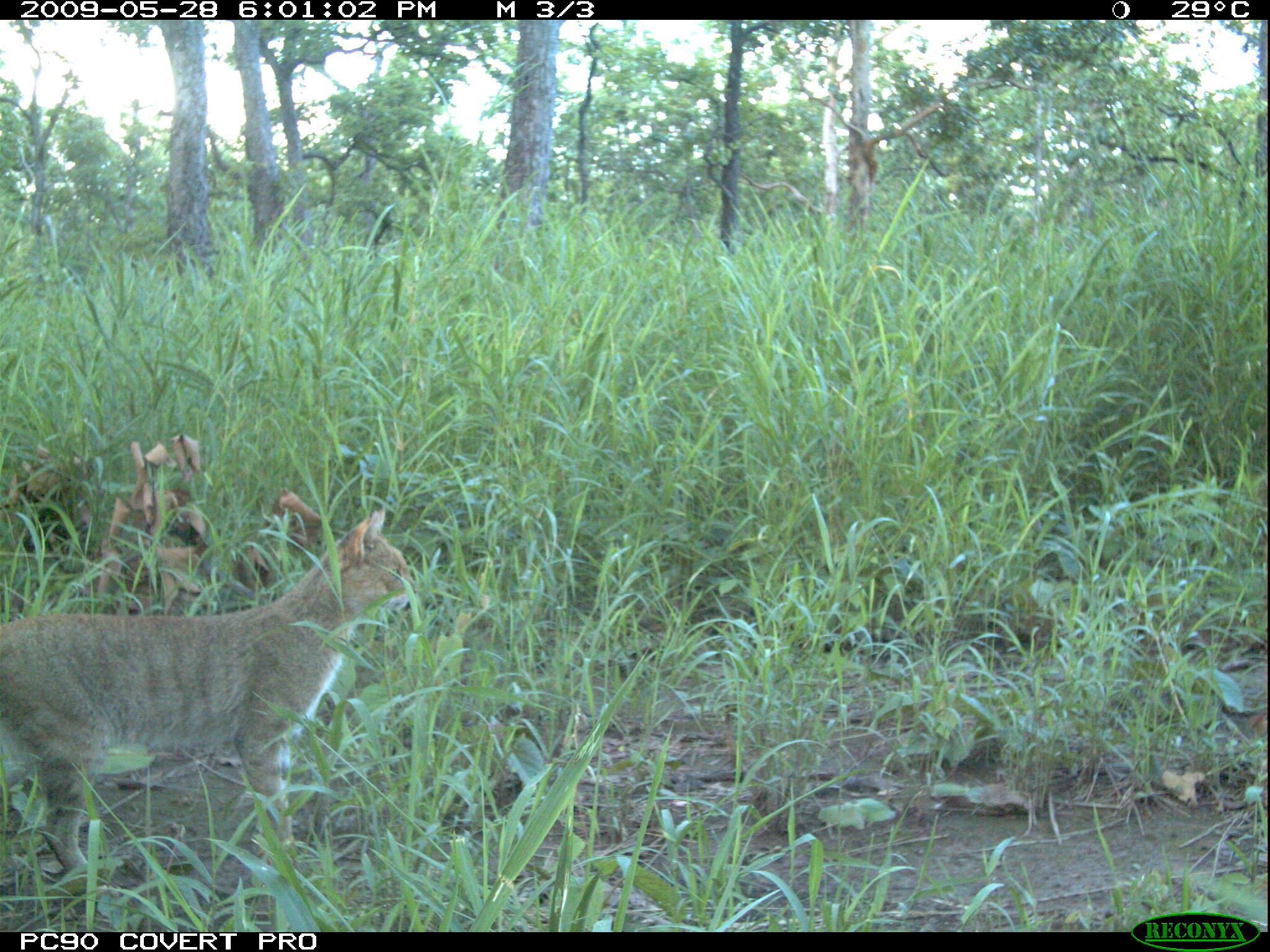 Six cat species found in Eastern Plains Landscape | WWF