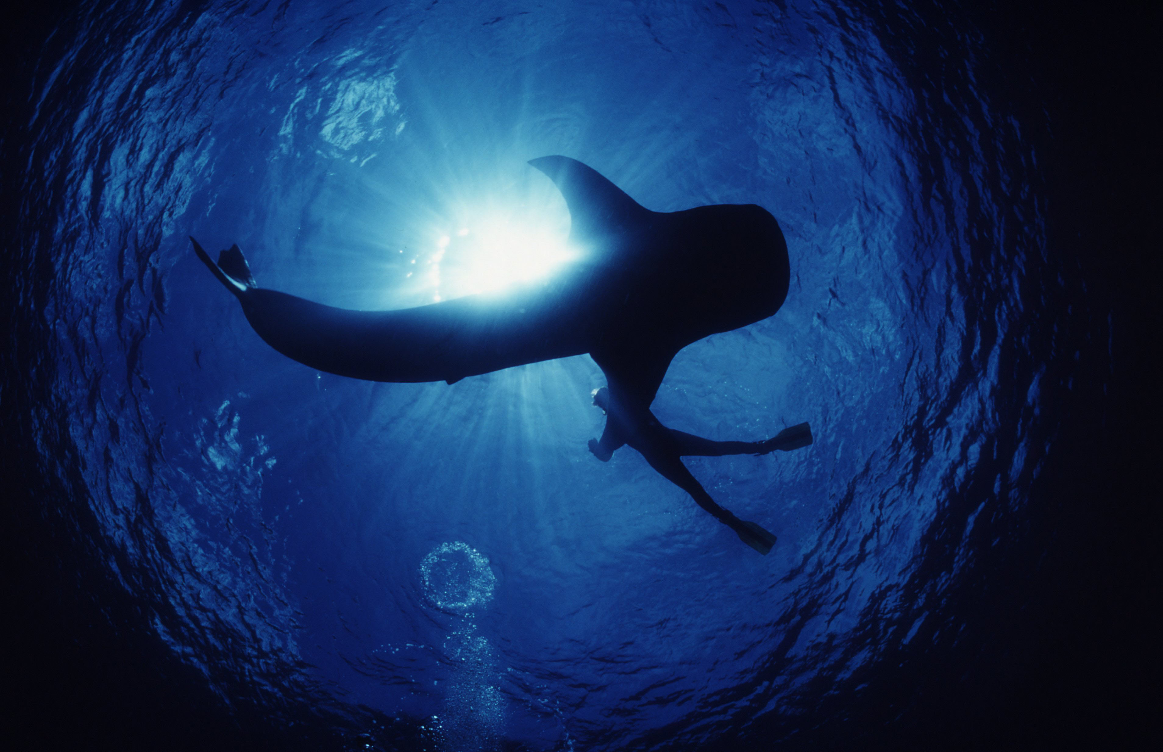 VIEWPOINT: Valuing our marine life as assets | WWF