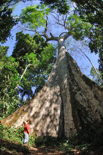 Juruena: Harpy eagle watching and visits to Alta Floresta and Apiacás | WWF