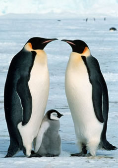 Southern Ocean guardian wins WWF conservation medal | WWF