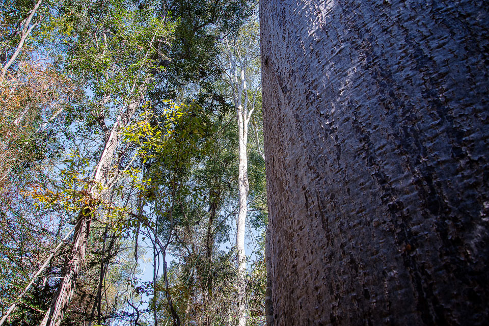 Learning about precious woods to better protect them | WWF