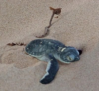 Reserve Profile :::Two days in Kenya’s Kiunga Marine National Reserve | WWF