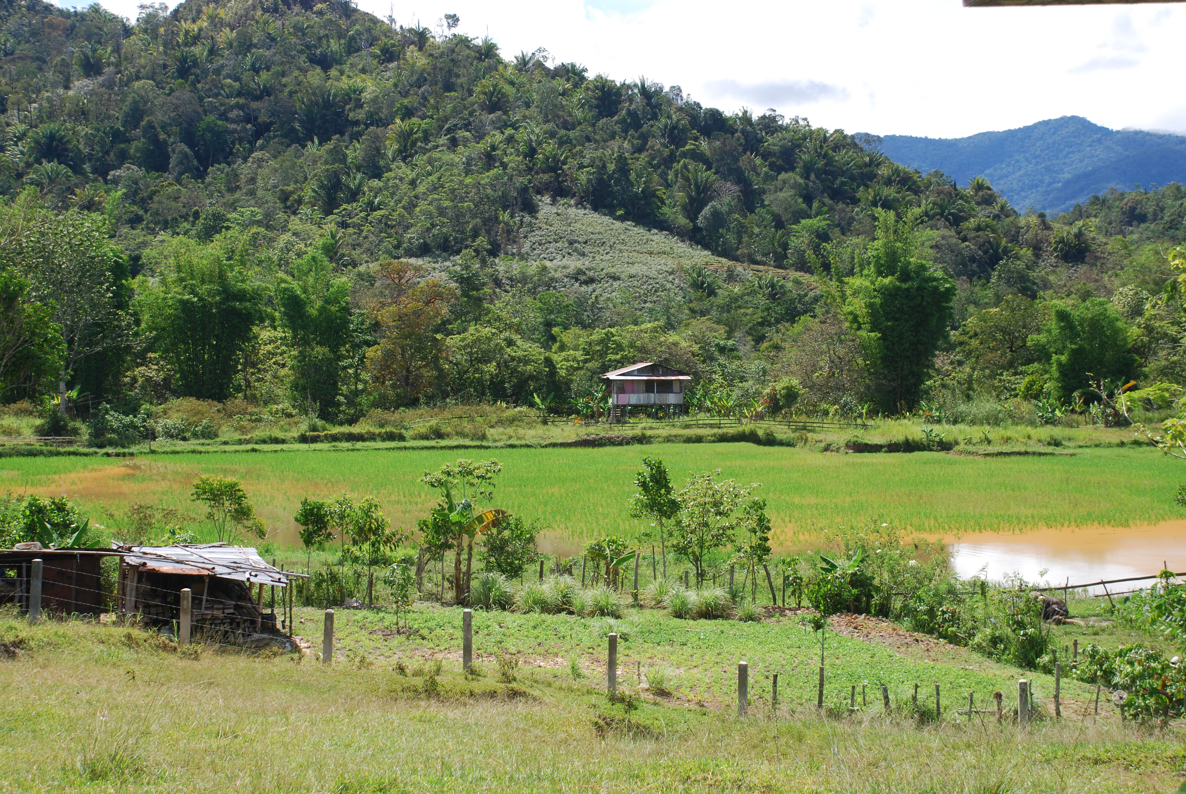 Making a difference: Research as an advocacy tool in the Kayan ...