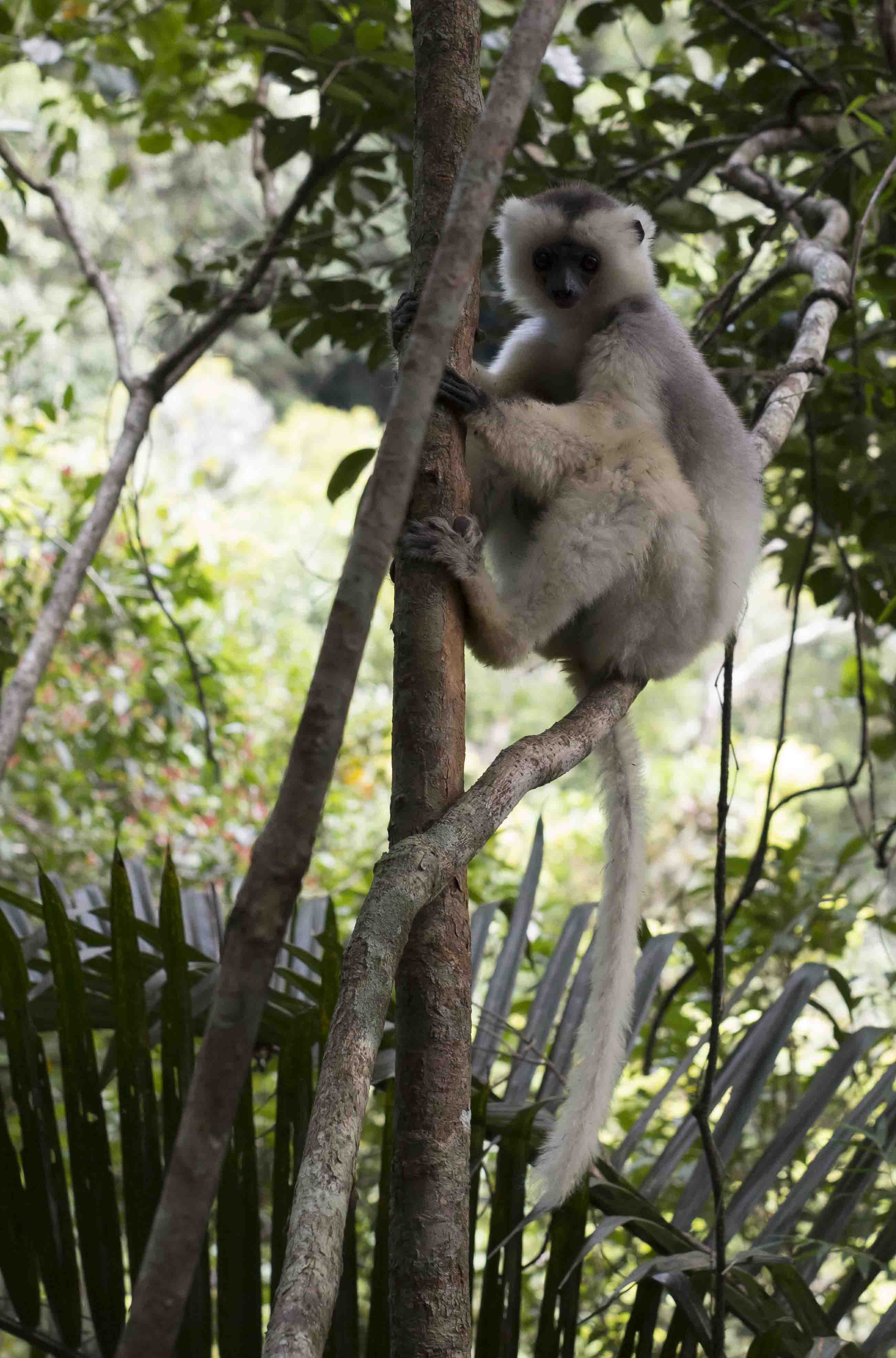 The Northern Highlands: a 50 000-ha of forest corridor to be preserved ...