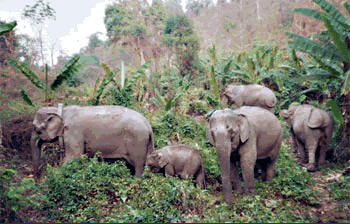 "Land of the 100 elephants" aims to keep that promise... | WWF