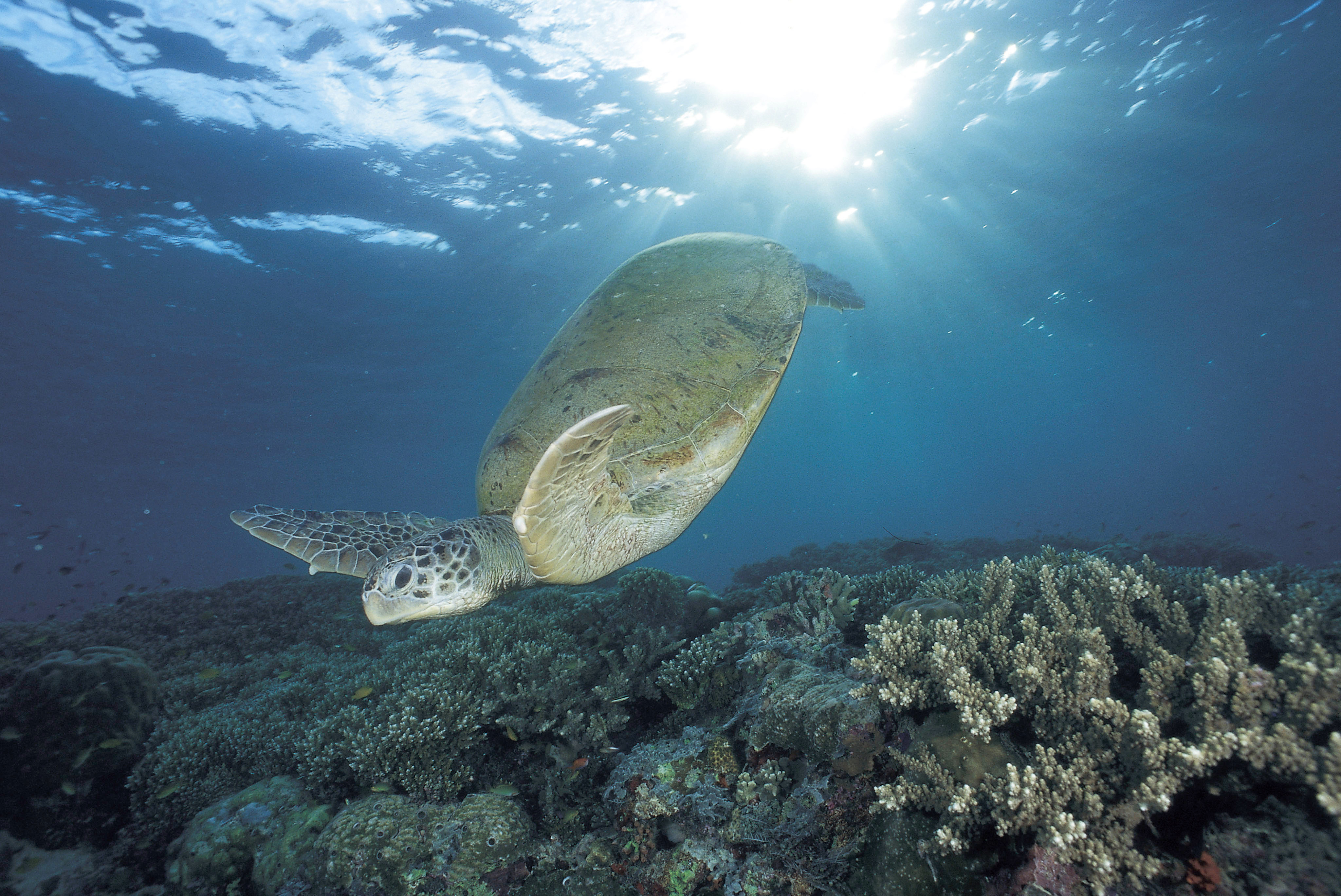 Leaders Commit to Ocean Conservation | WWF