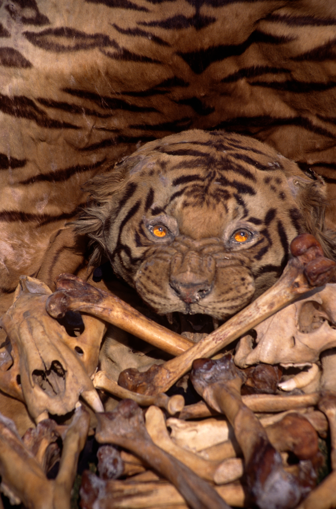 Surge in seizures of captive-bred tigers strengthens call for Asia to ...
