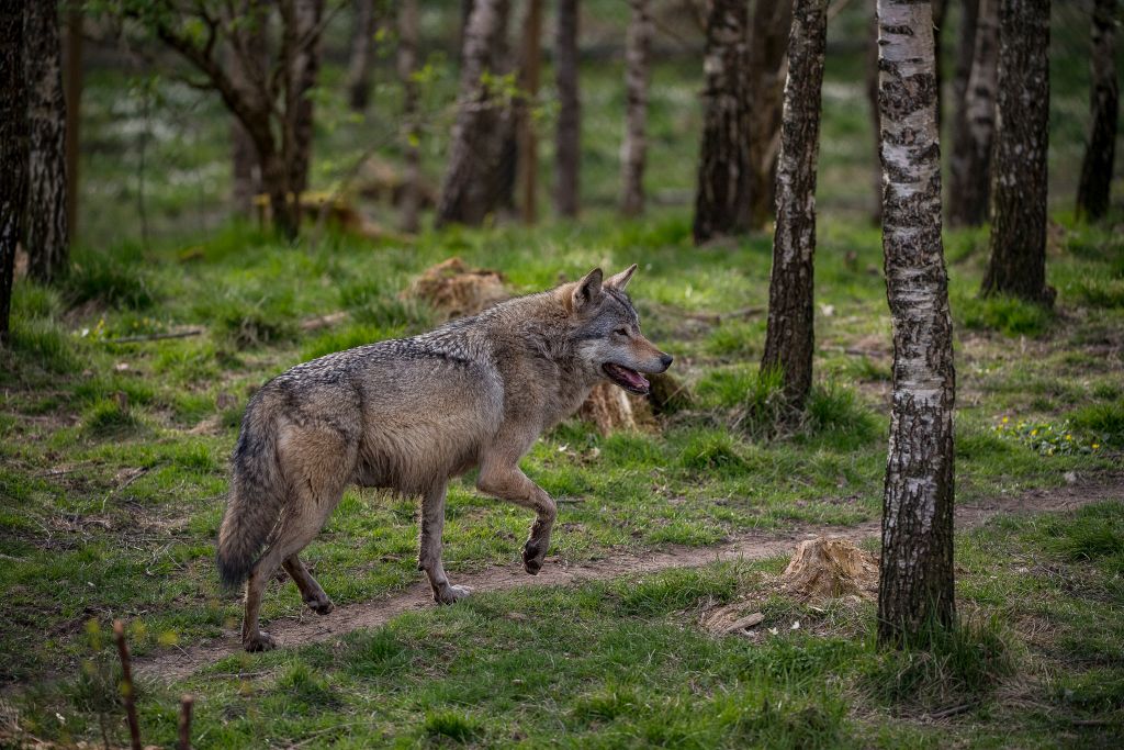 Hajka na vukove usred nacionalnog parka | WWF