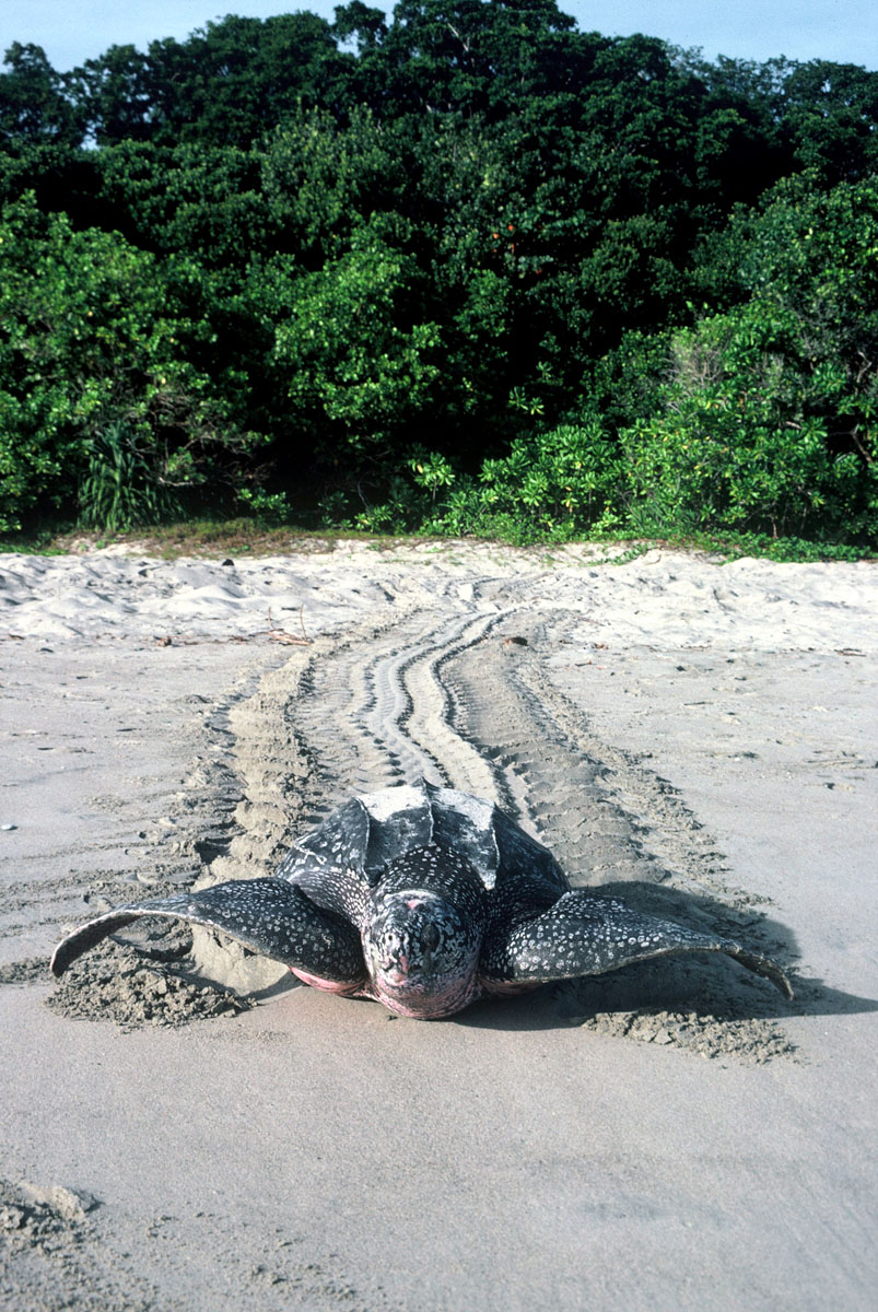 Sea turtles threatened by rising seas | WWF