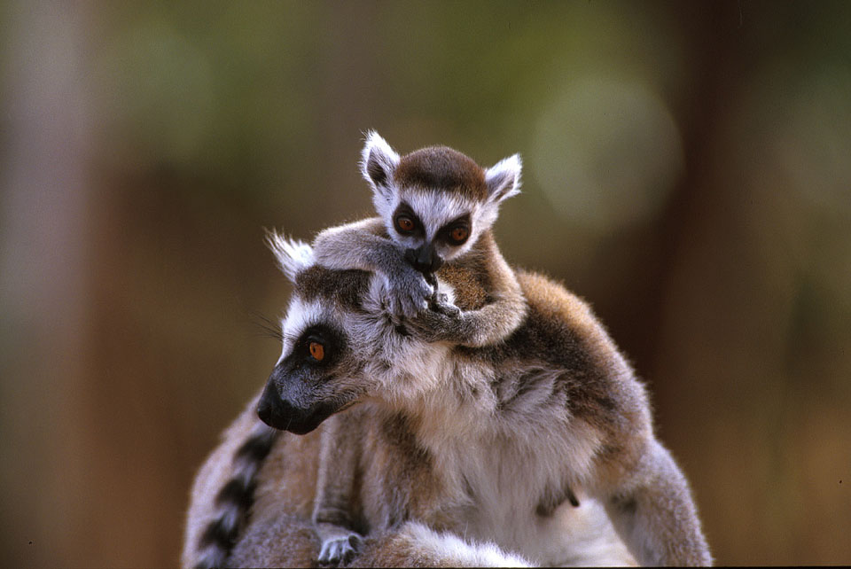 Let's move together for lemurs! | WWF