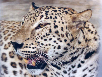 Strategy for the Conservation of the Leopard in the Caucasus | WWF
