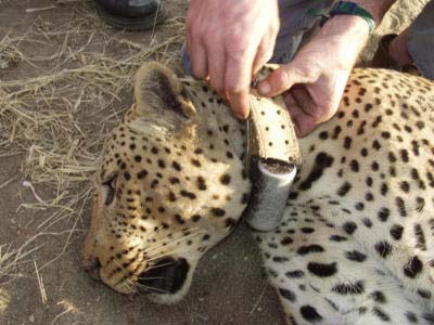 WWF to radio−collar leopards in Pakistan | WWF