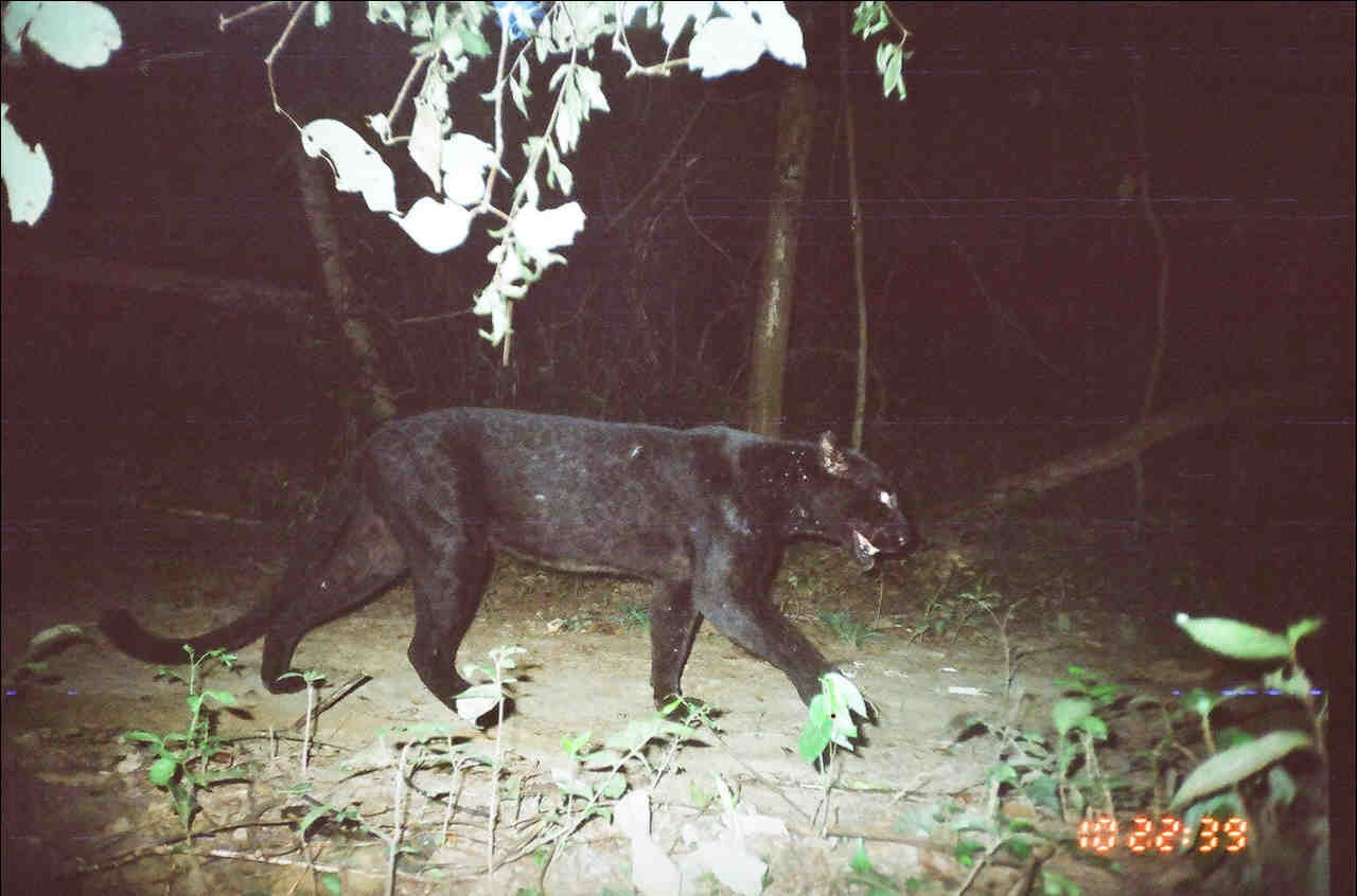 Camera trap reveals tigers in Thailand’s Kuiburi National Park | WWF