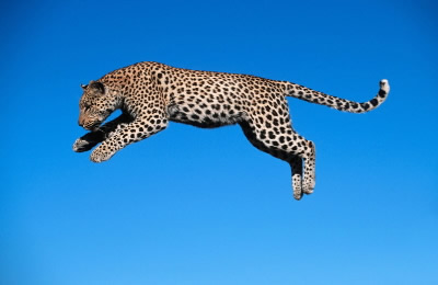 Asia Update: Leopard rescue in India | WWF