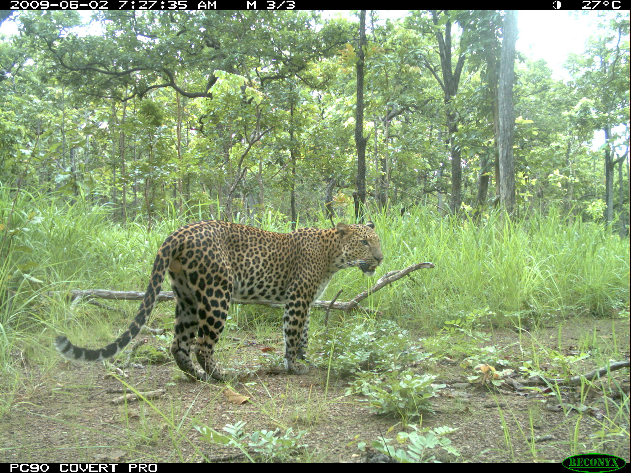 Six cat species found in Eastern Plains Landscape | WWF