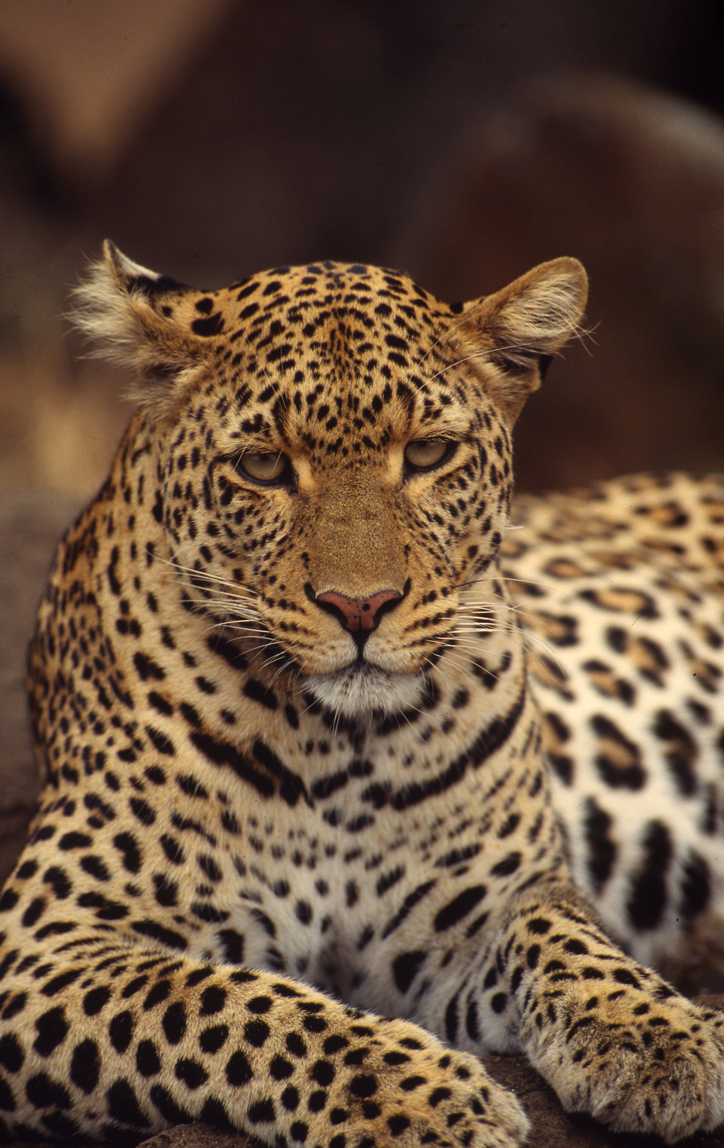 Բնության զարդ ԸՆՁԱՌՅՈՒԾԸ. պահպանե՞լ, փրկե՞լ, թե՞ …որսալ | WWF