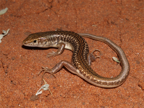 Шинэ төрлийн гүрвэл гэдгийг мэдэлгүй хоол болгож байжээ | WWF