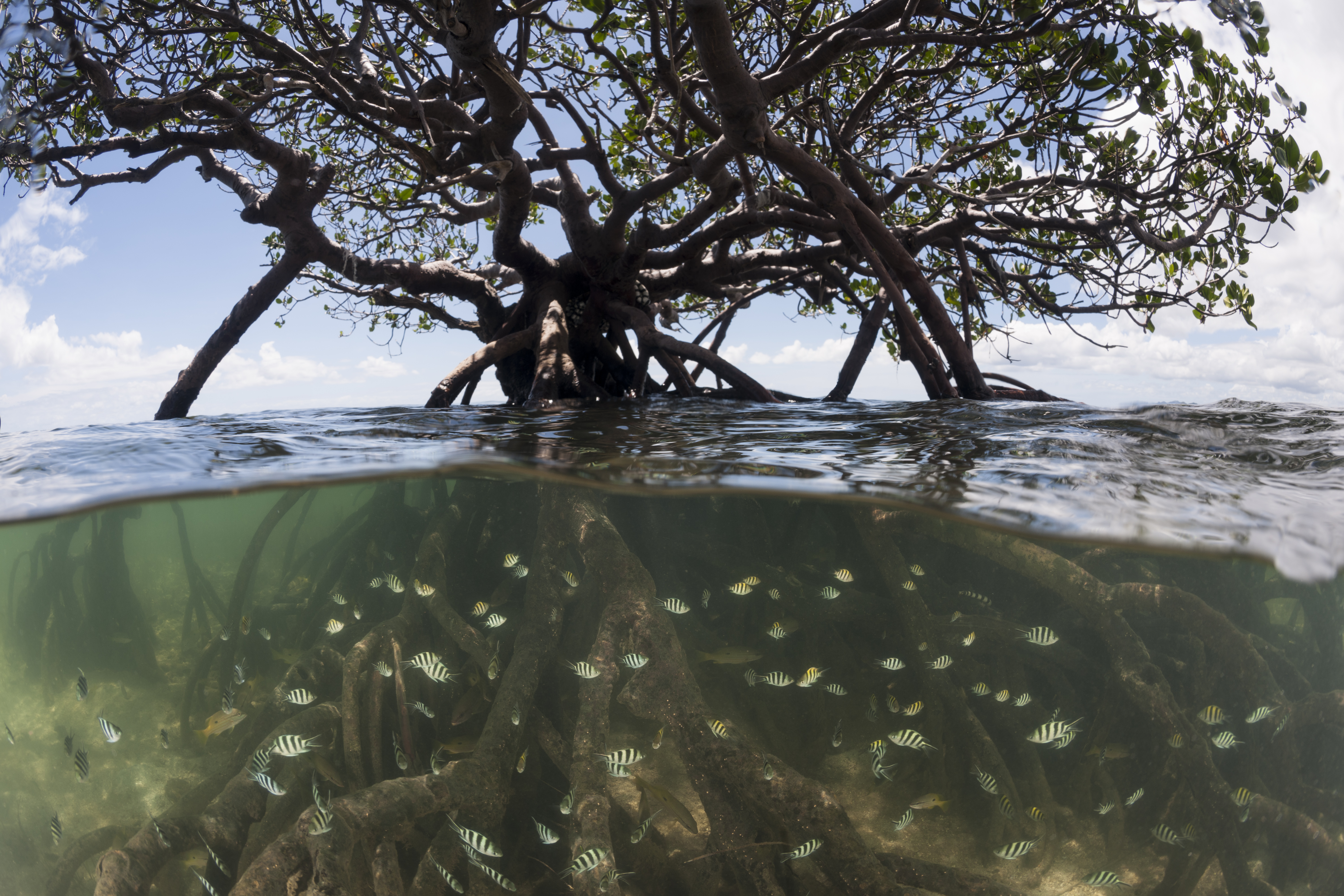 Preserving the integrity of Fijis Great Sea Reef | WWF