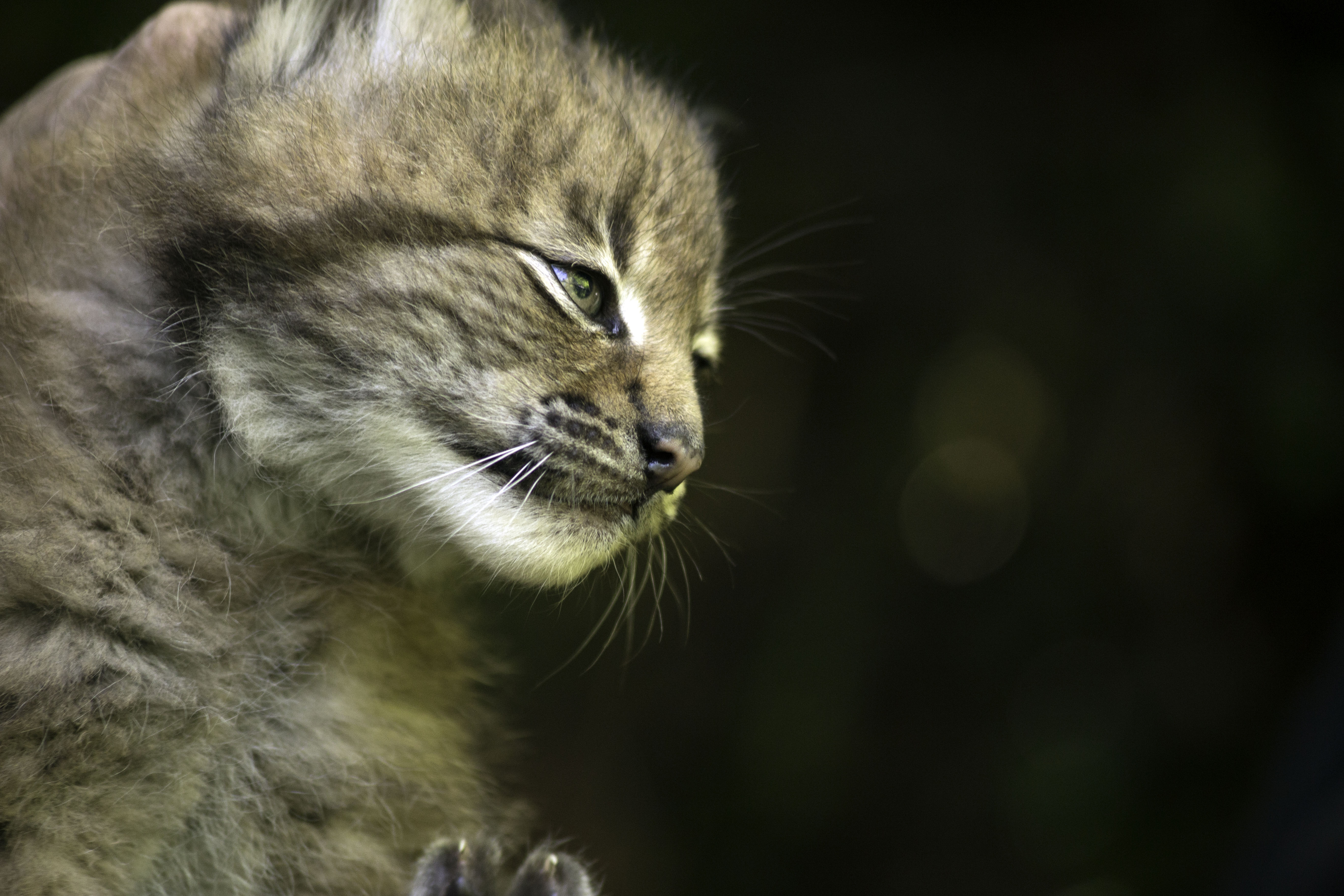 There’s a lynx in my backyard! | WWF