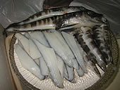 Australian mackerel icefish fishery receives MSC certification | WWF