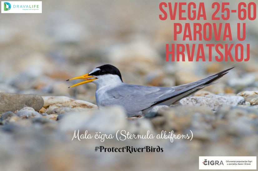 #ProtectRiverBirds campaign raised the awareness on the importance of ...