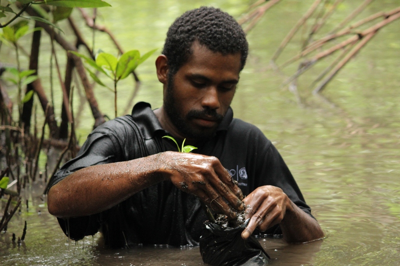 Mangroves in Madang lagoon | WWF