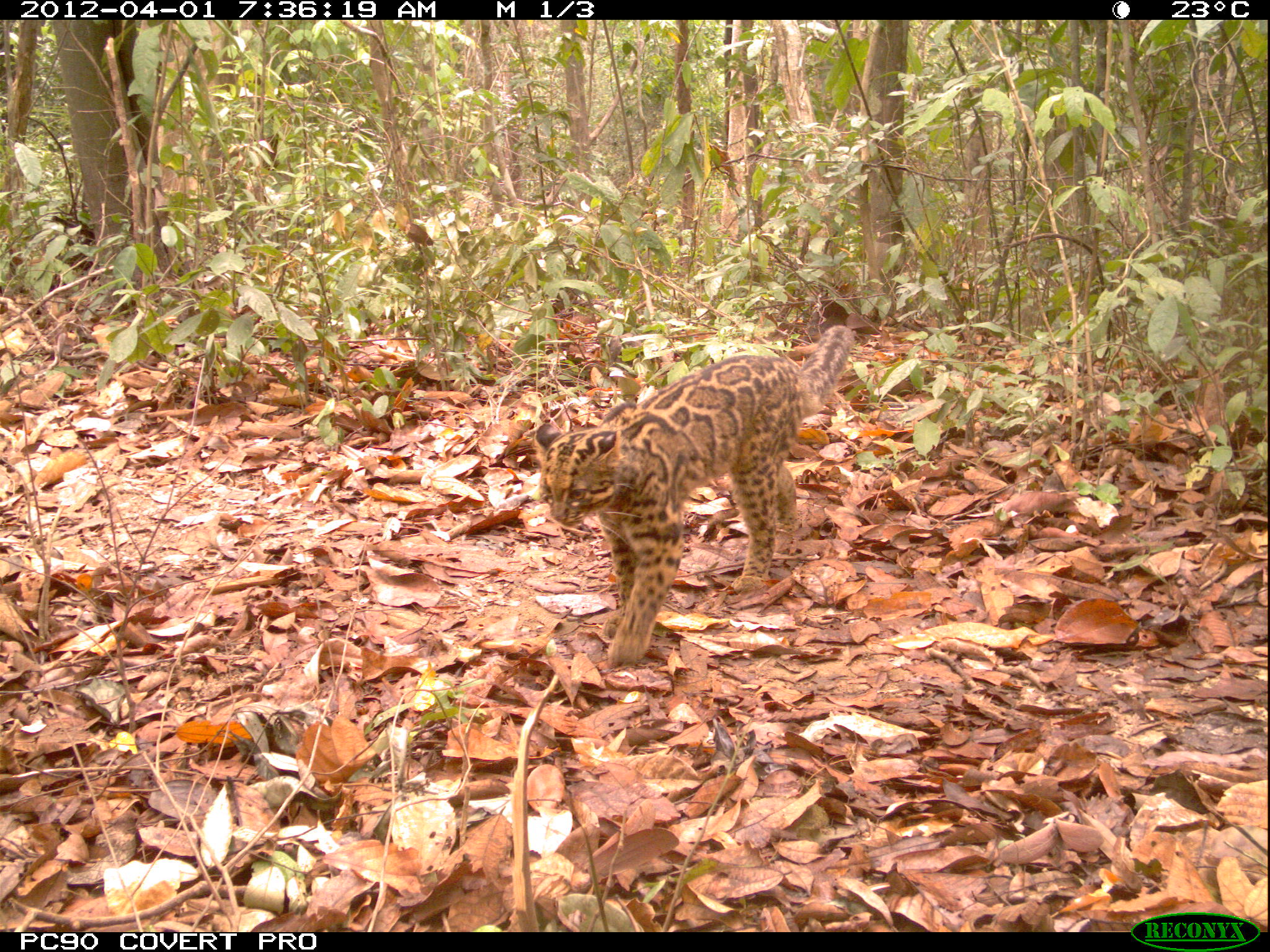 Six cat species found in Eastern Plains Landscape | WWF